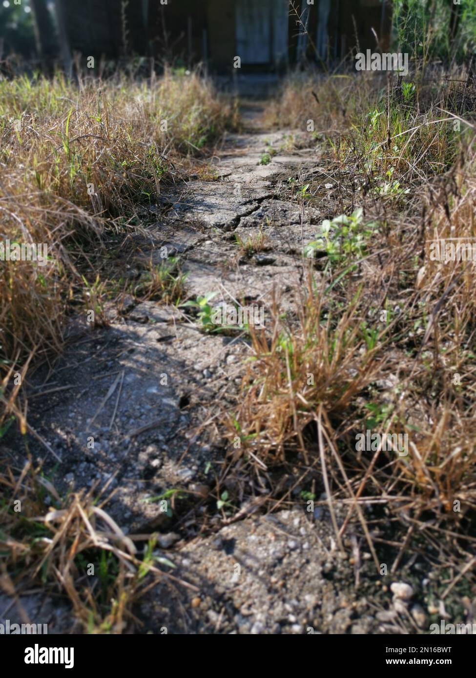 cracked concrete pathway to the rural farm Stock Photo - Alamy