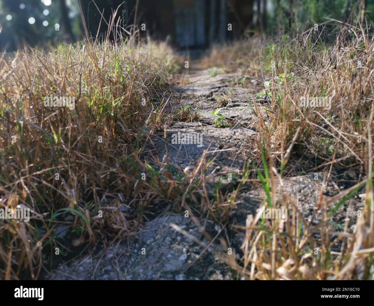 cracked concrete pathway to the rural farm Stock Photo - Alamy