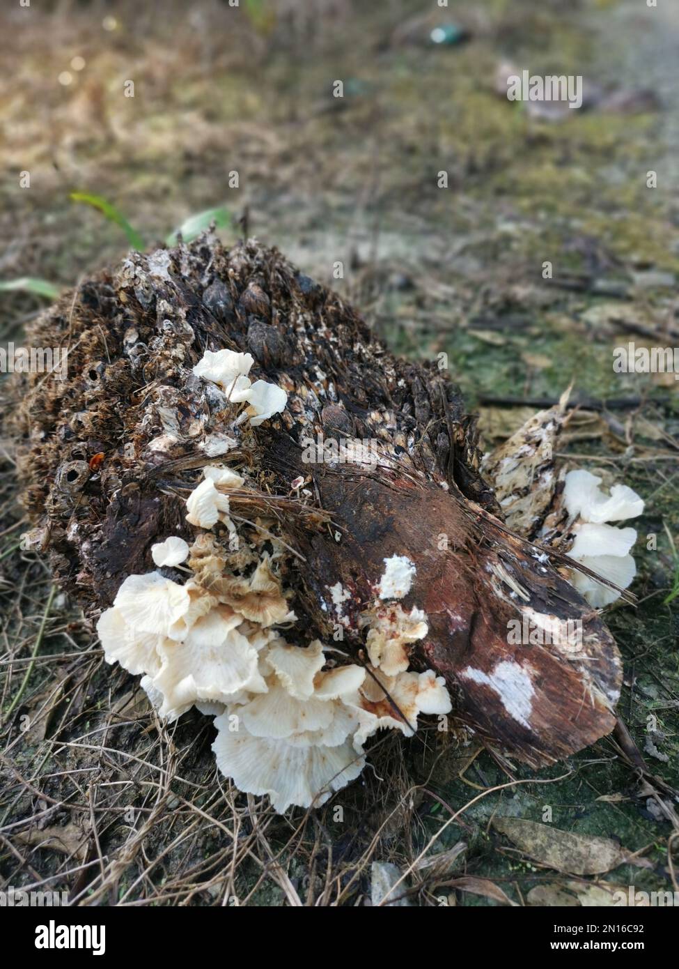 the tiny wild funnel fan-shaped mushrooms sprouting from the decaying ...