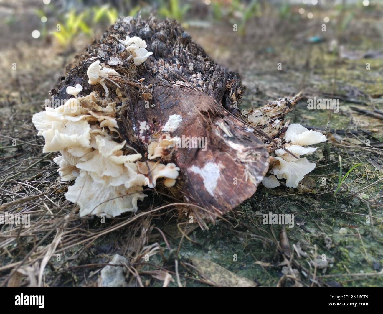 the tiny wild funnel fan-shaped mushrooms sprouting from the decaying ...