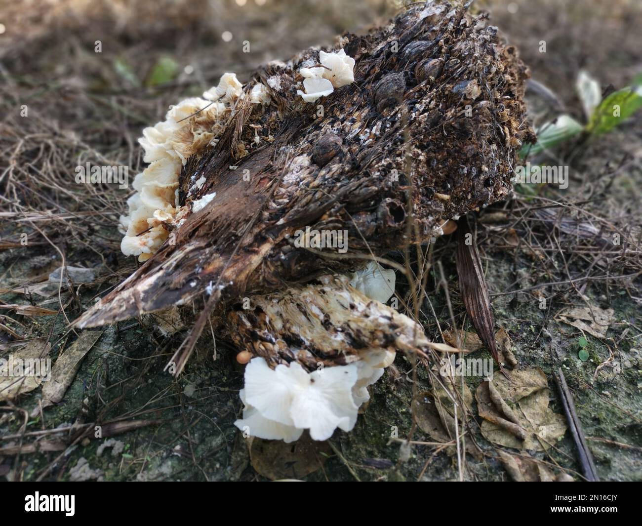 the tiny wild funnel fan-shaped mushrooms sprouting from the decaying ...