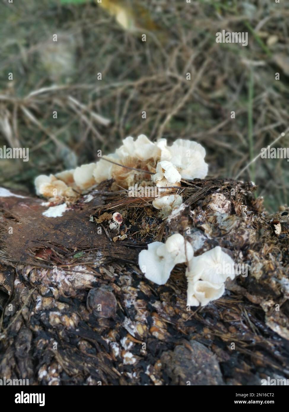 the tiny wild funnel fan-shaped mushrooms sprouting from the decaying ...
