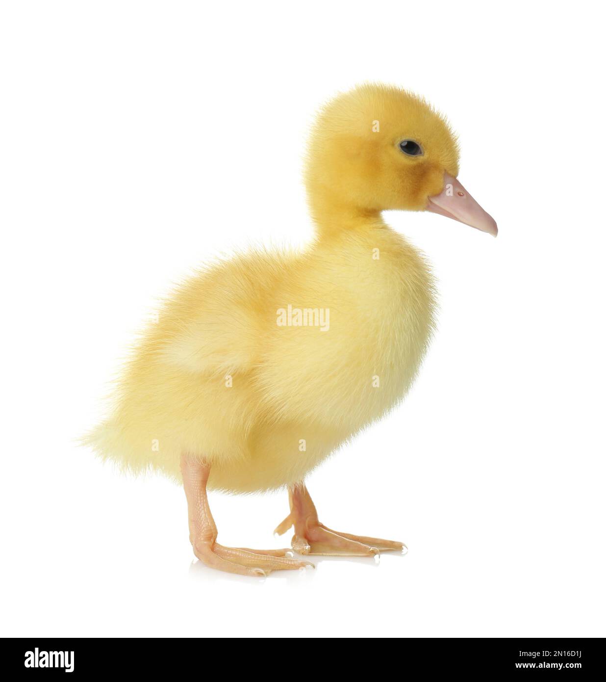 Cute fluffy gosling on white background. Farm animal Stock Photo - Alamy