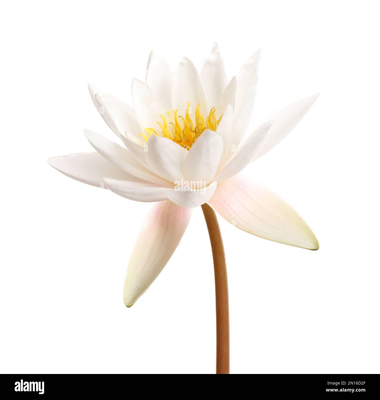 Beautiful blooming lotus flower isolated on white Stock Photo - Alamy