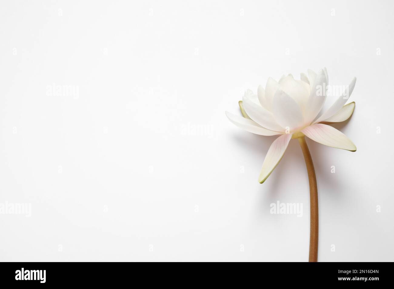 Beautiful blooming lotus flower on white background, top view Stock ...