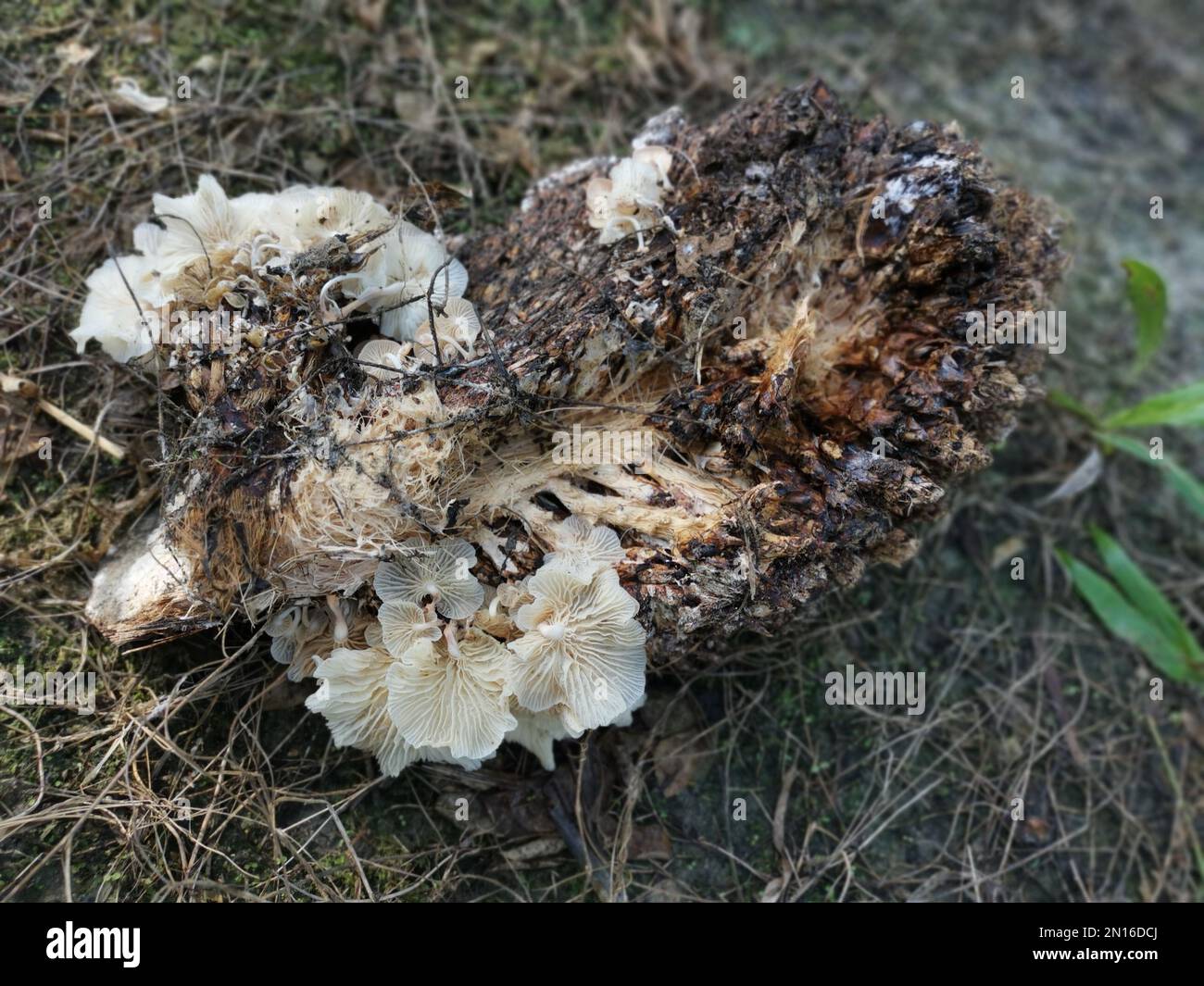 the tiny wild funnel fan-shaped mushrooms sprouting from the decaying ...