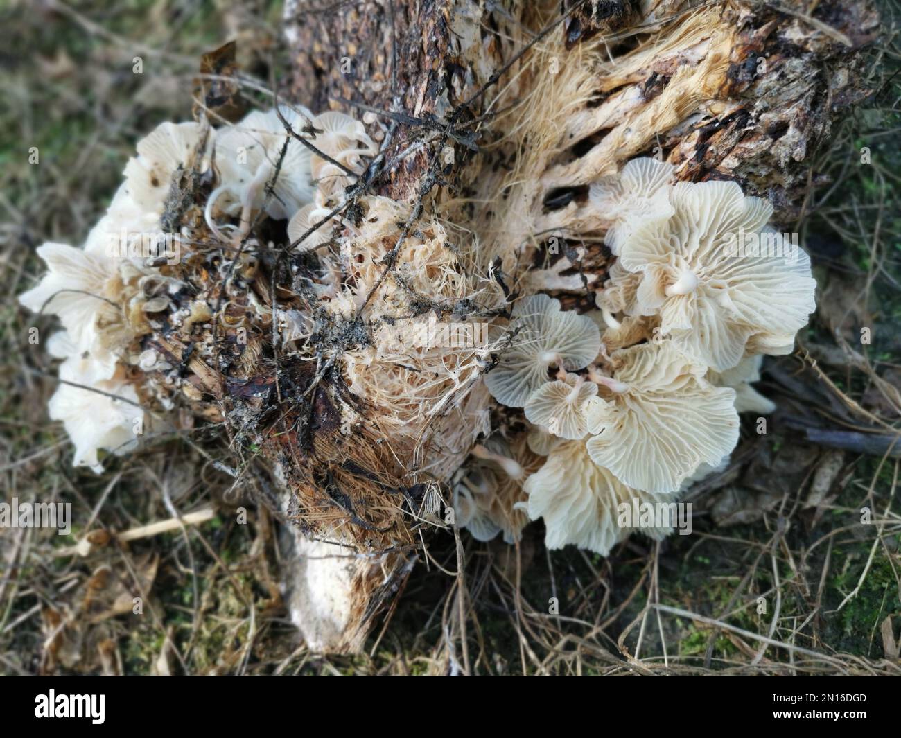 the tiny wild funnel fan-shaped mushrooms sprouting from the decaying ...