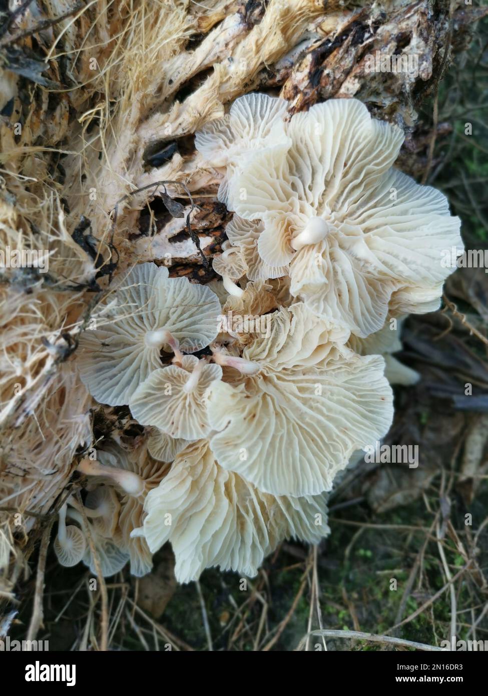 the tiny wild funnel fan-shaped mushrooms sprouting from the decaying ...