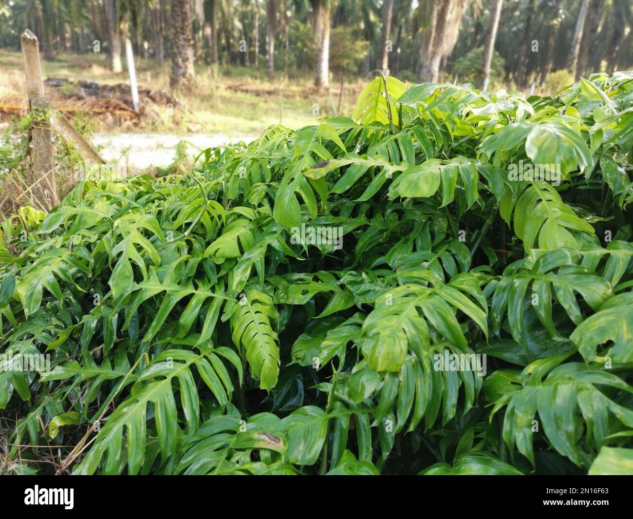 meadow fulls of leafy green Monstera deliciosa plant Stock Photo - Alamy