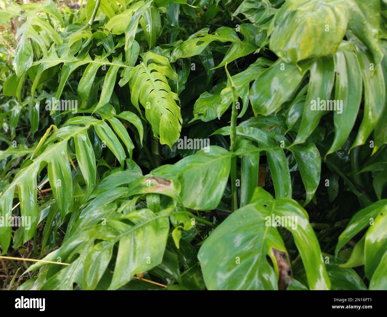meadow fulls of leafy green Monstera deliciosa plant Stock Photo - Alamy