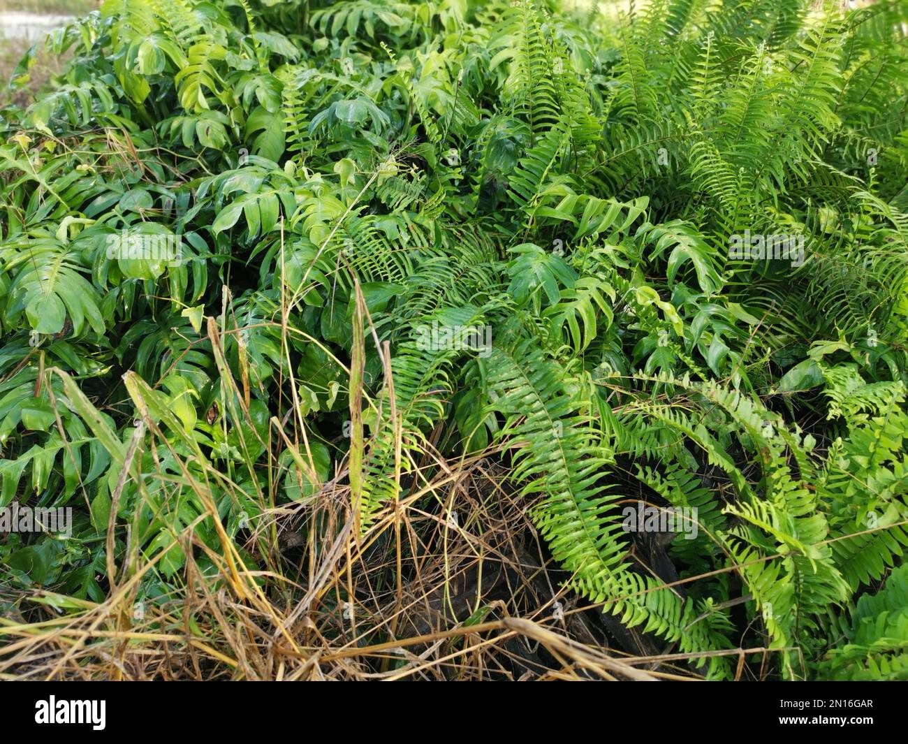 meadow fulls of leafy green Monstera deliciosa plant Stock Photo - Alamy
