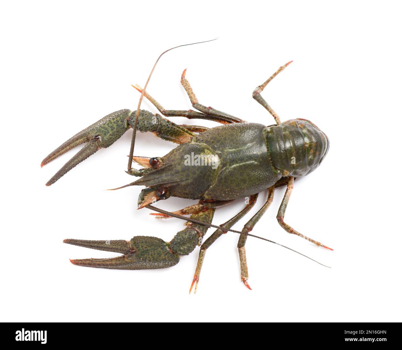 Fresh raw crayfish isolated on white, top view. Healthy seafood Stock ...