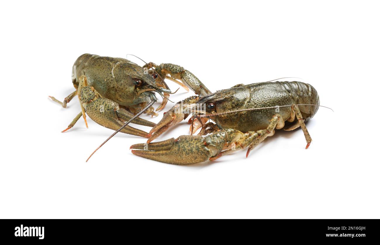 Fresh raw crayfishes isolated on white. Healthy seafood Stock Photo - Alamy