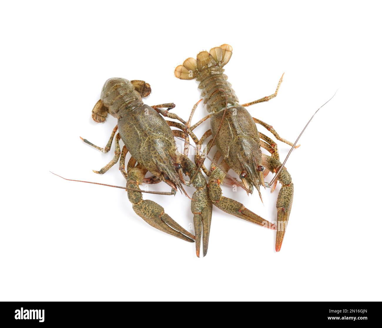 Fresh raw crayfishes isolated on white, top view. Healthy seafood Stock ...