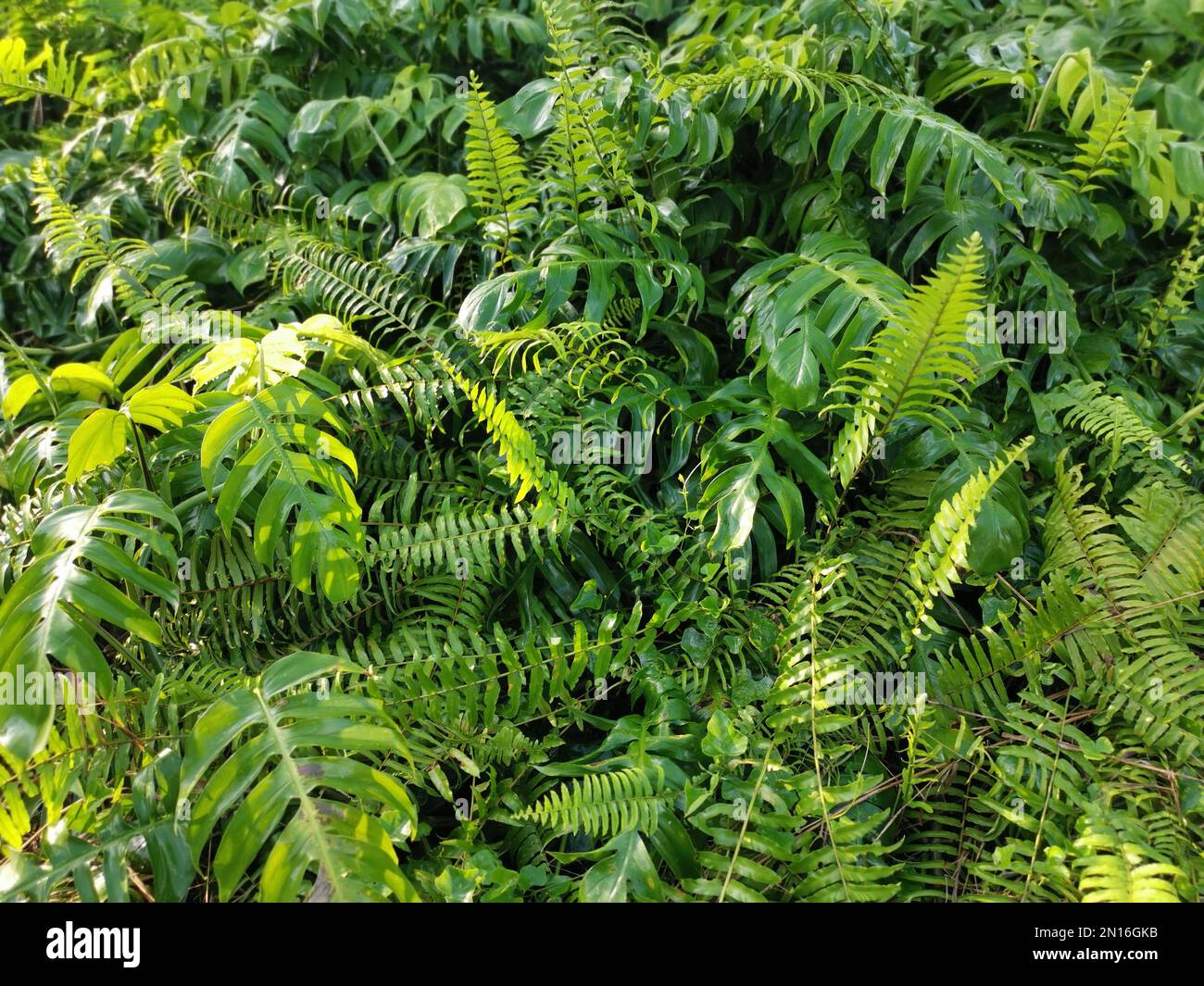 meadow fulls of leafy green Monstera deliciosa plant Stock Photo - Alamy