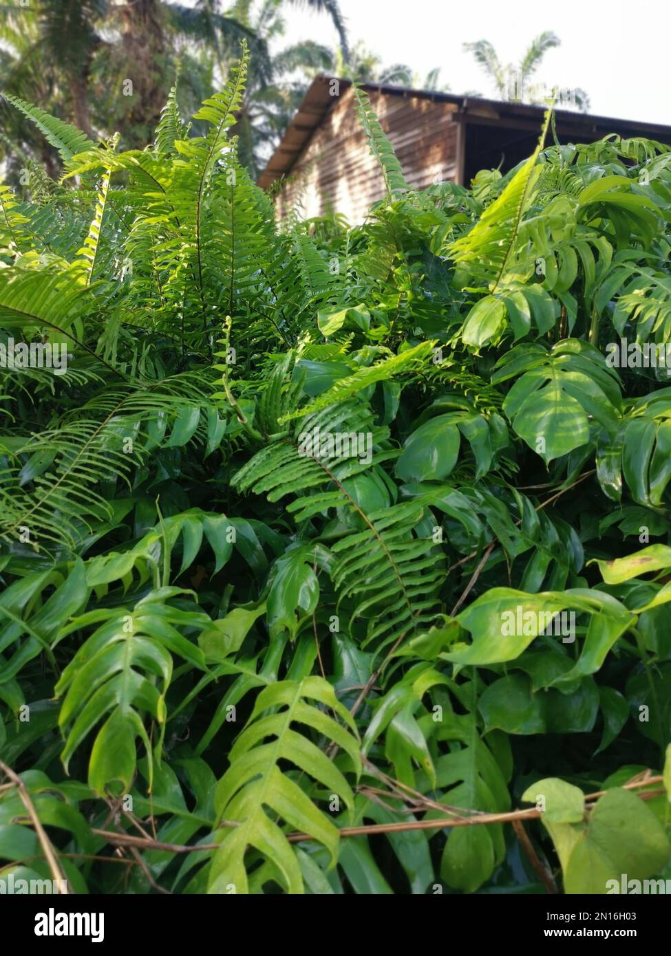 meadow fulls of leafy green Monstera deliciosa plant Stock Photo - Alamy