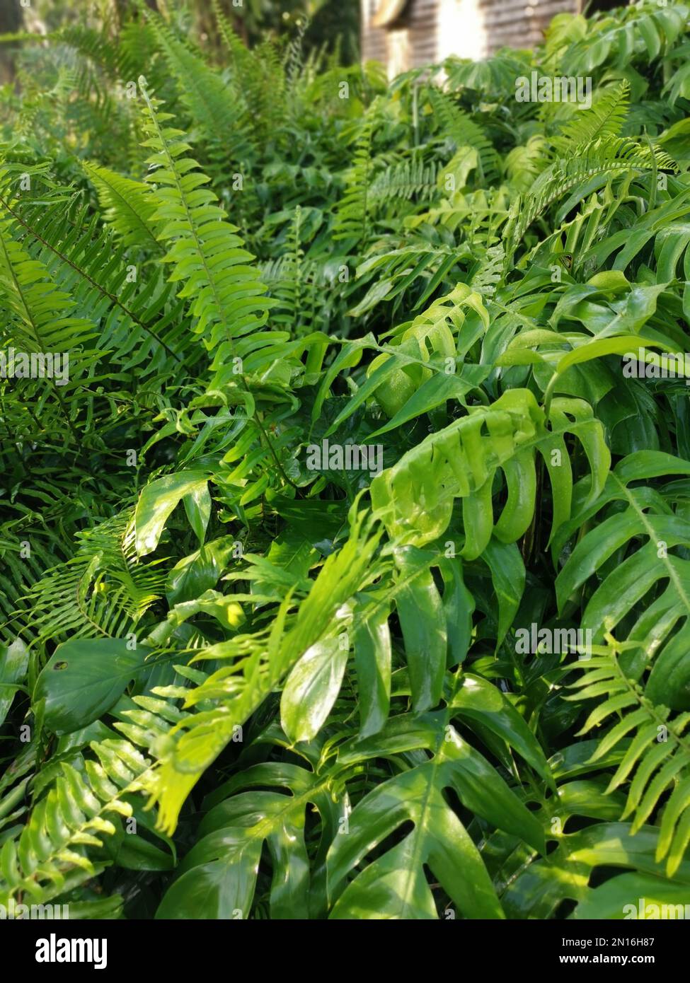 meadow fulls of leafy green Monstera deliciosa plant Stock Photo - Alamy