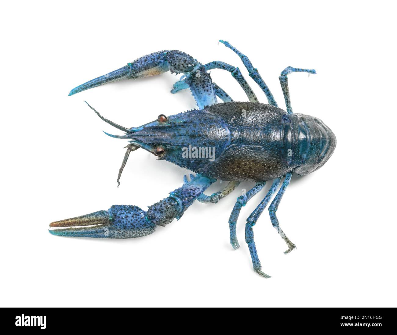 Blue crayfish isolated on white, top view. Freshwater crustacean Stock ...