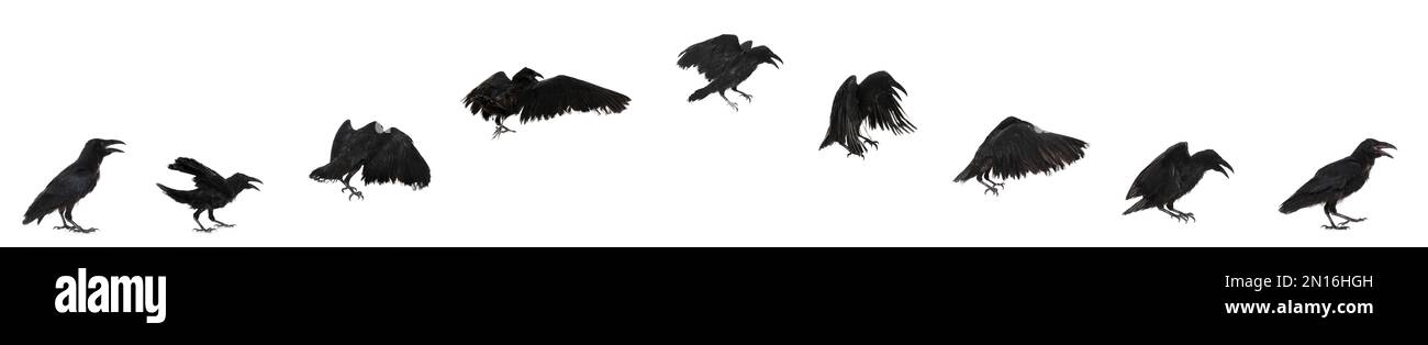 Collage with black raven flying on white background. Banner design ...