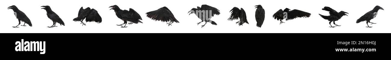 Collage with black ravens on white background. Banner design Stock ...
