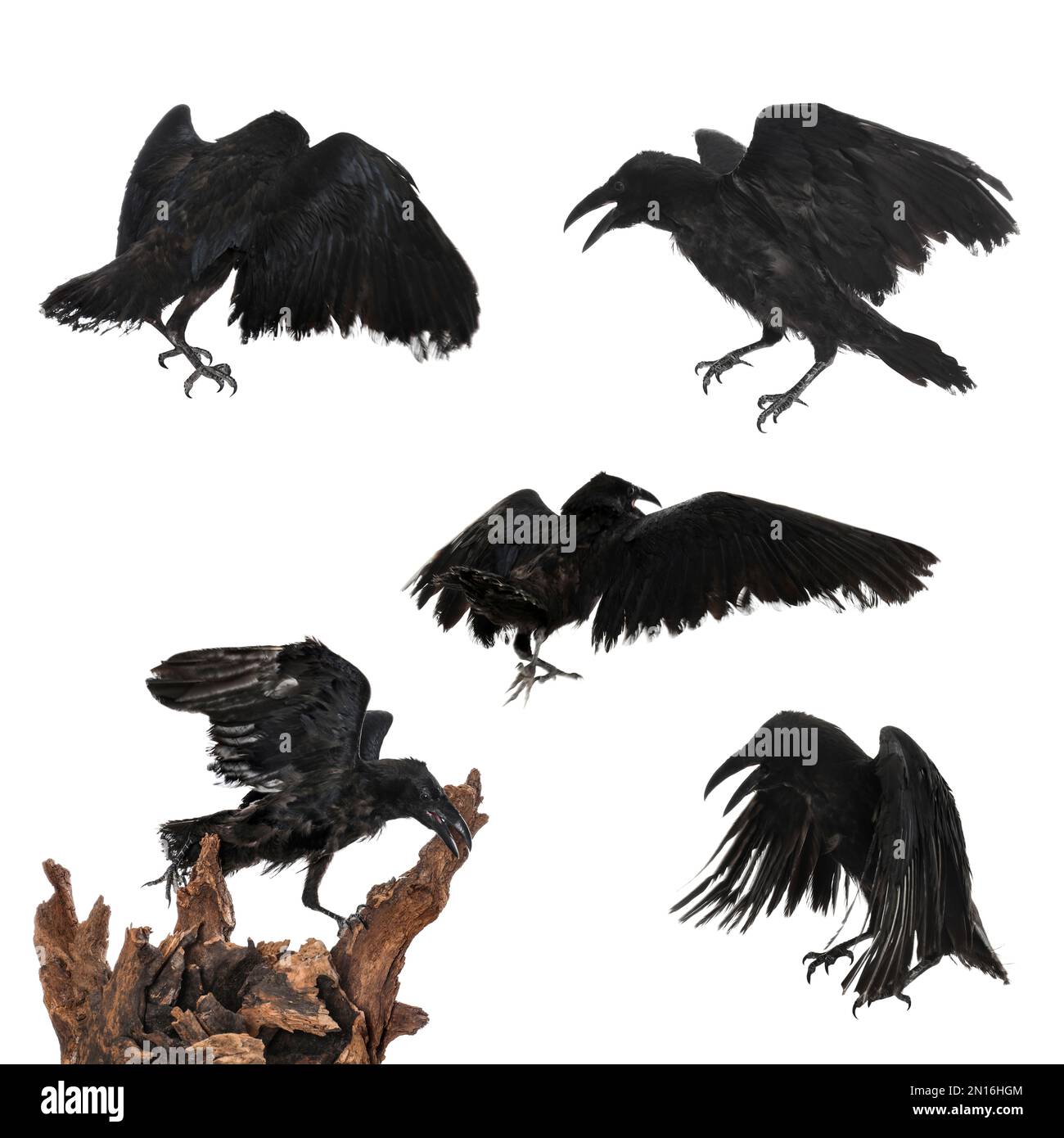 Collage with black ravens on white background Stock Photo - Alamy