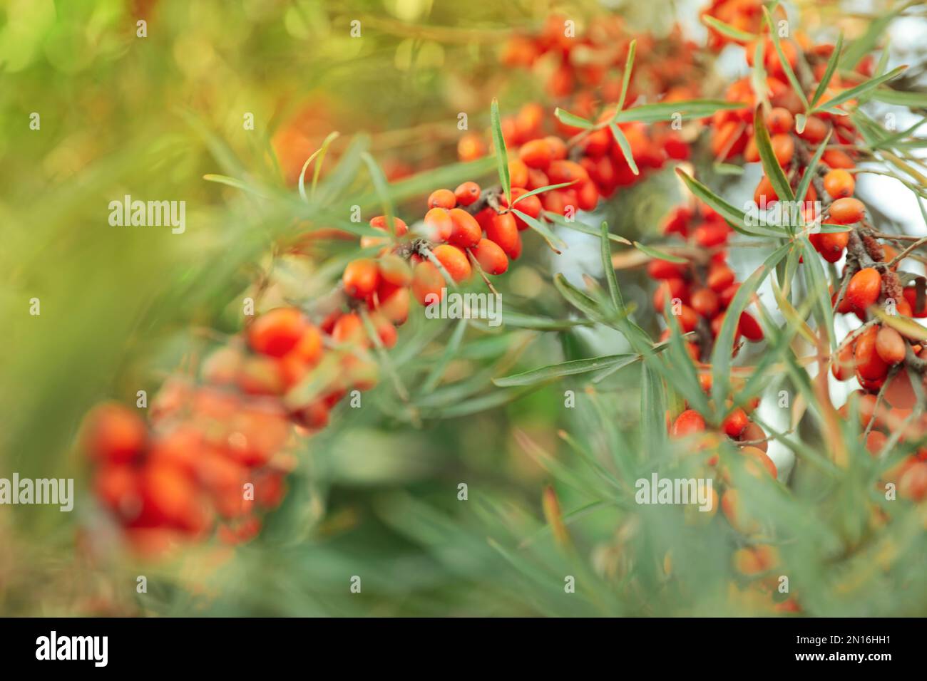 Sea buckthorn shrub with ripe berries outdoors, closeup Stock Photo - Alamy