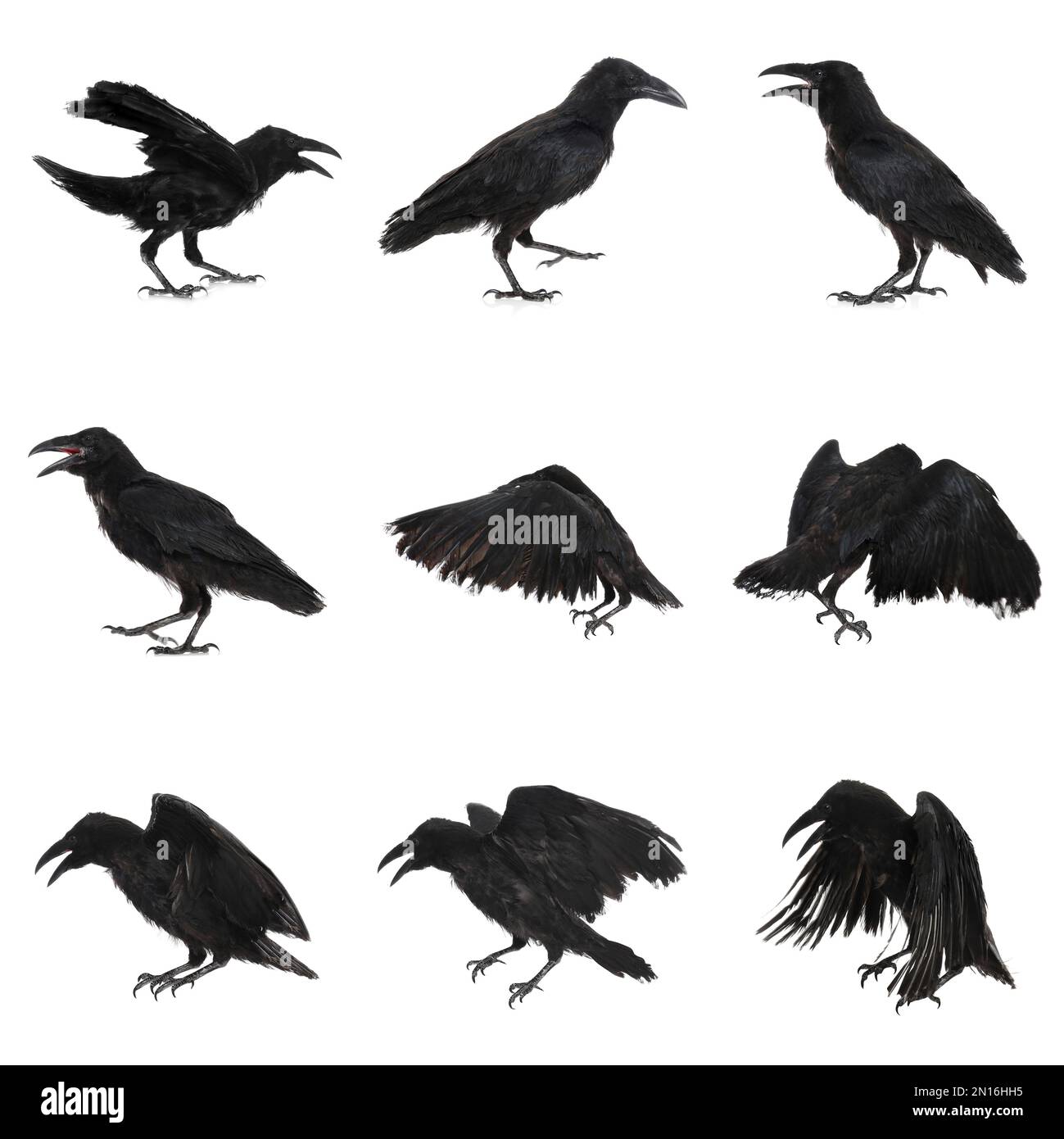 Collage with black ravens on white background Stock Photo - Alamy