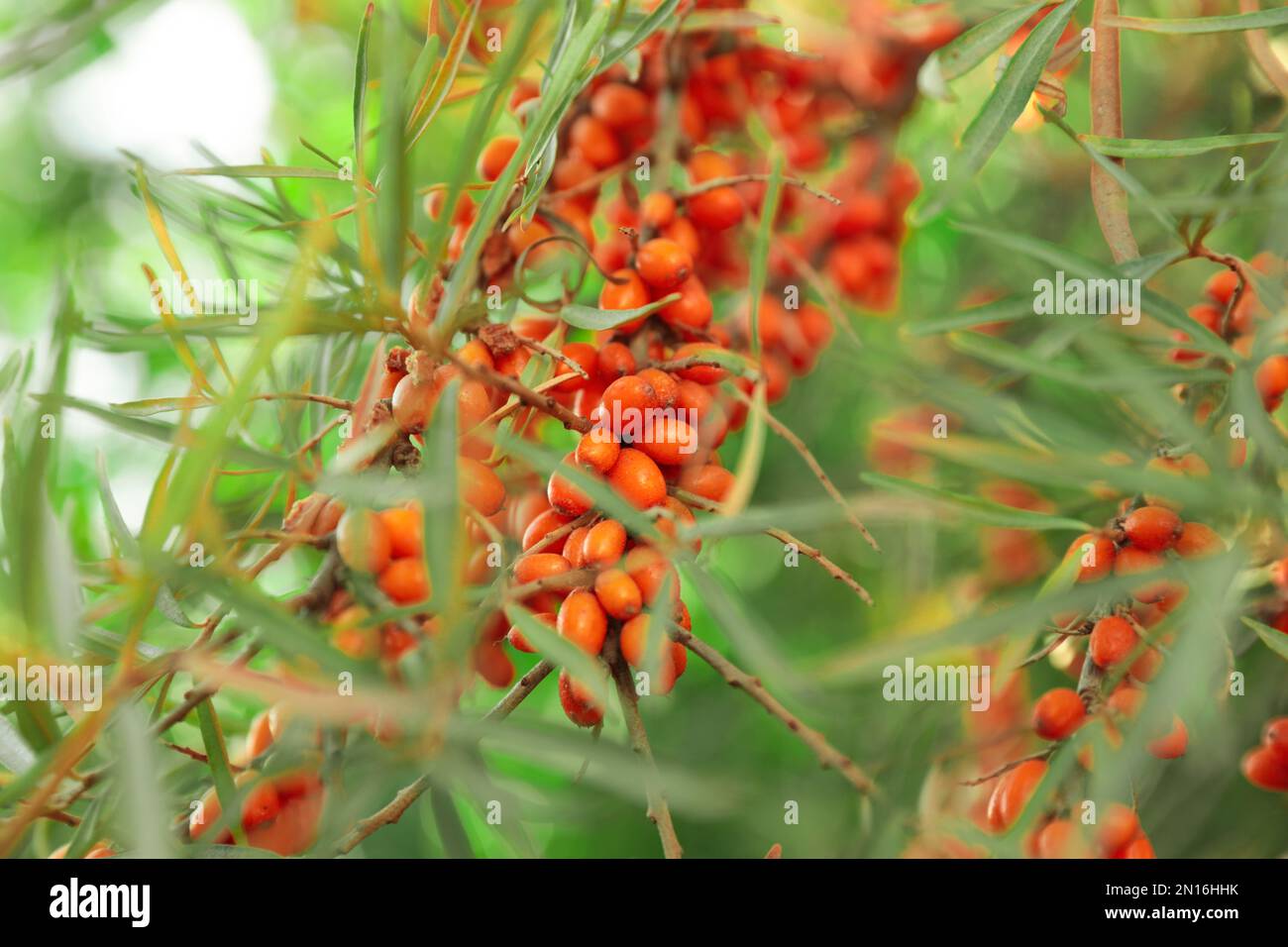 Sea buckthorn shrub with ripe berries outdoors, closeup Stock Photo - Alamy