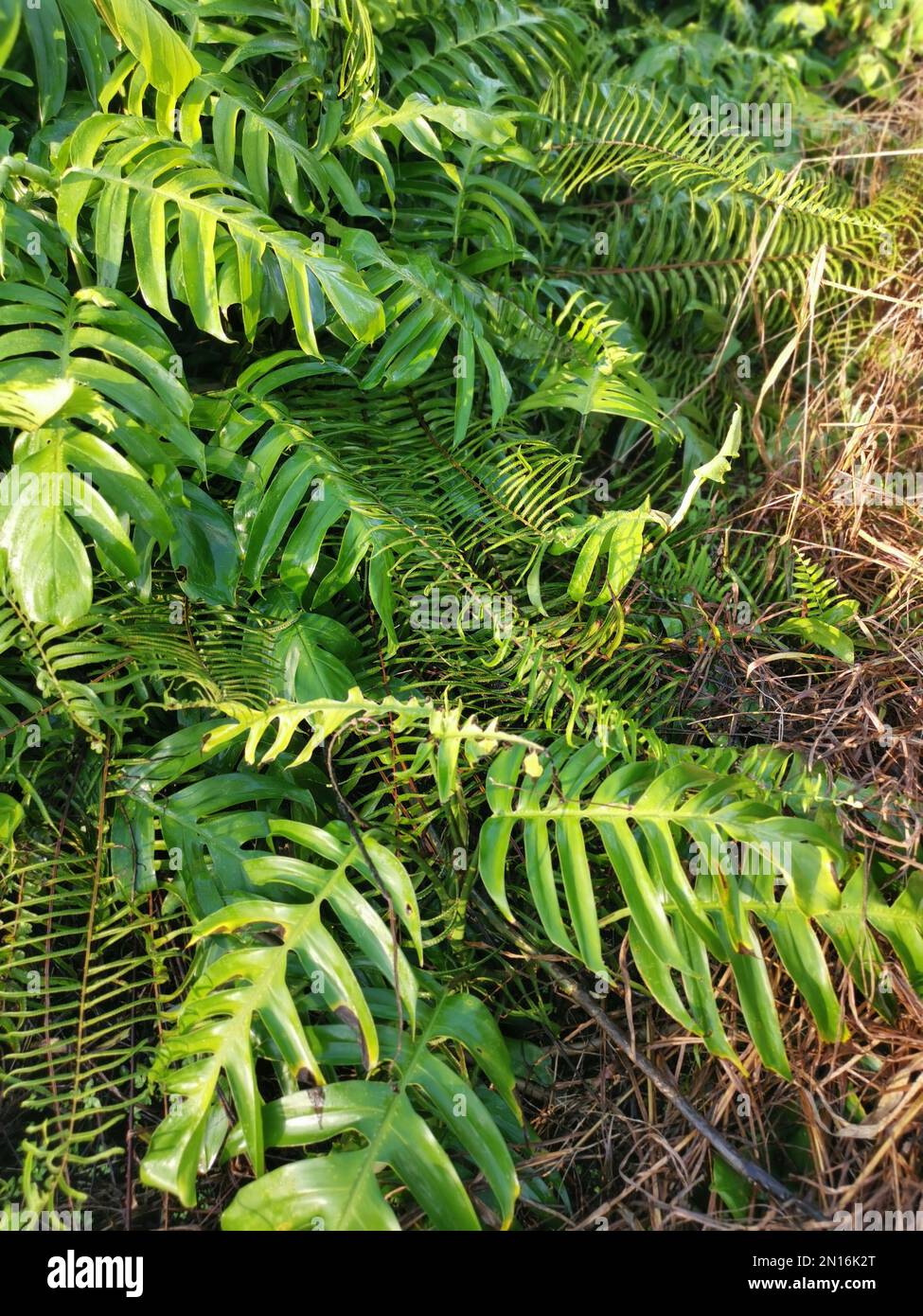 meadow fulls of leafy green Monstera deliciosa plant Stock Photo - Alamy