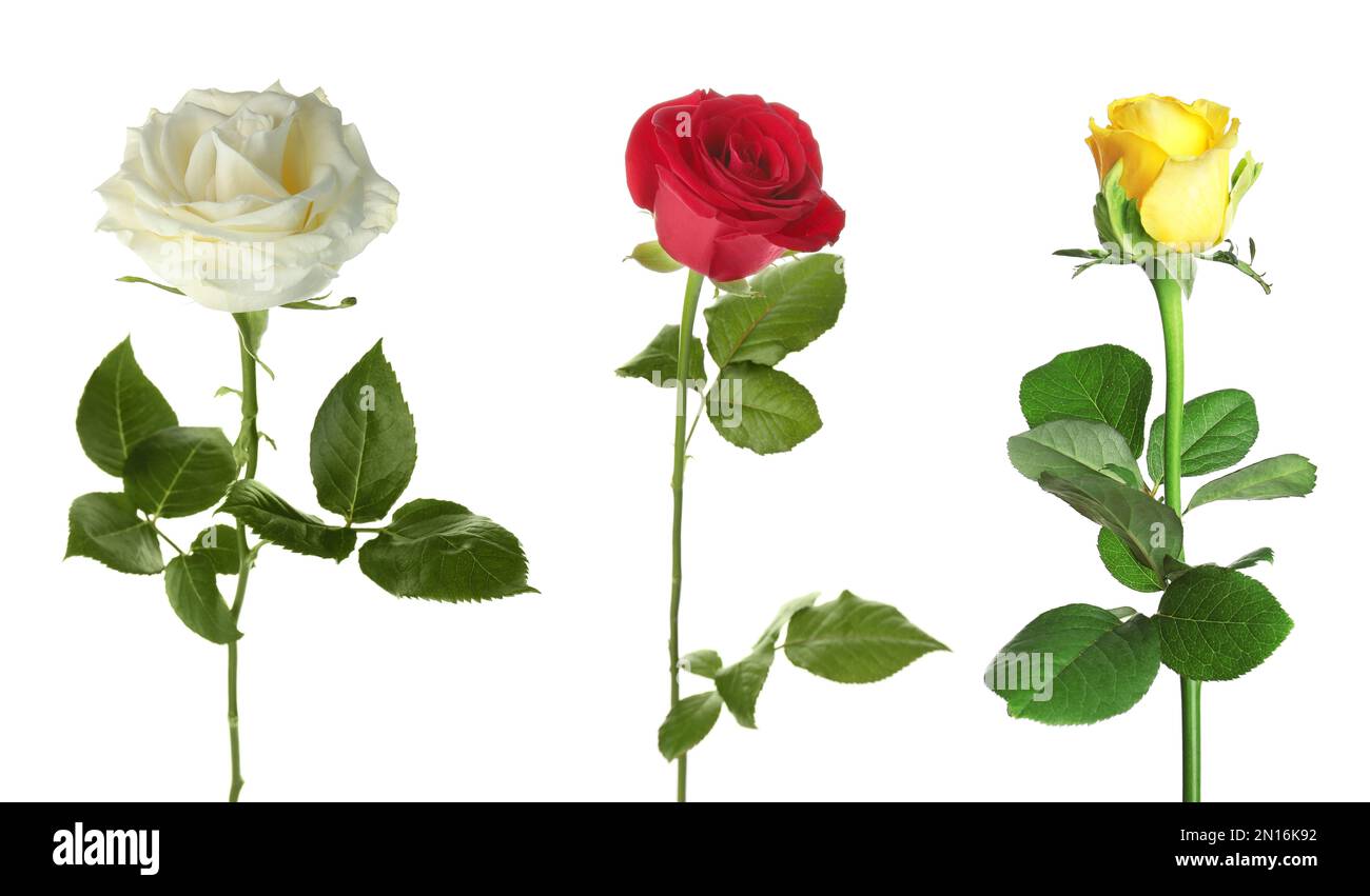 Set of different roses on white background Stock Photo - Alamy