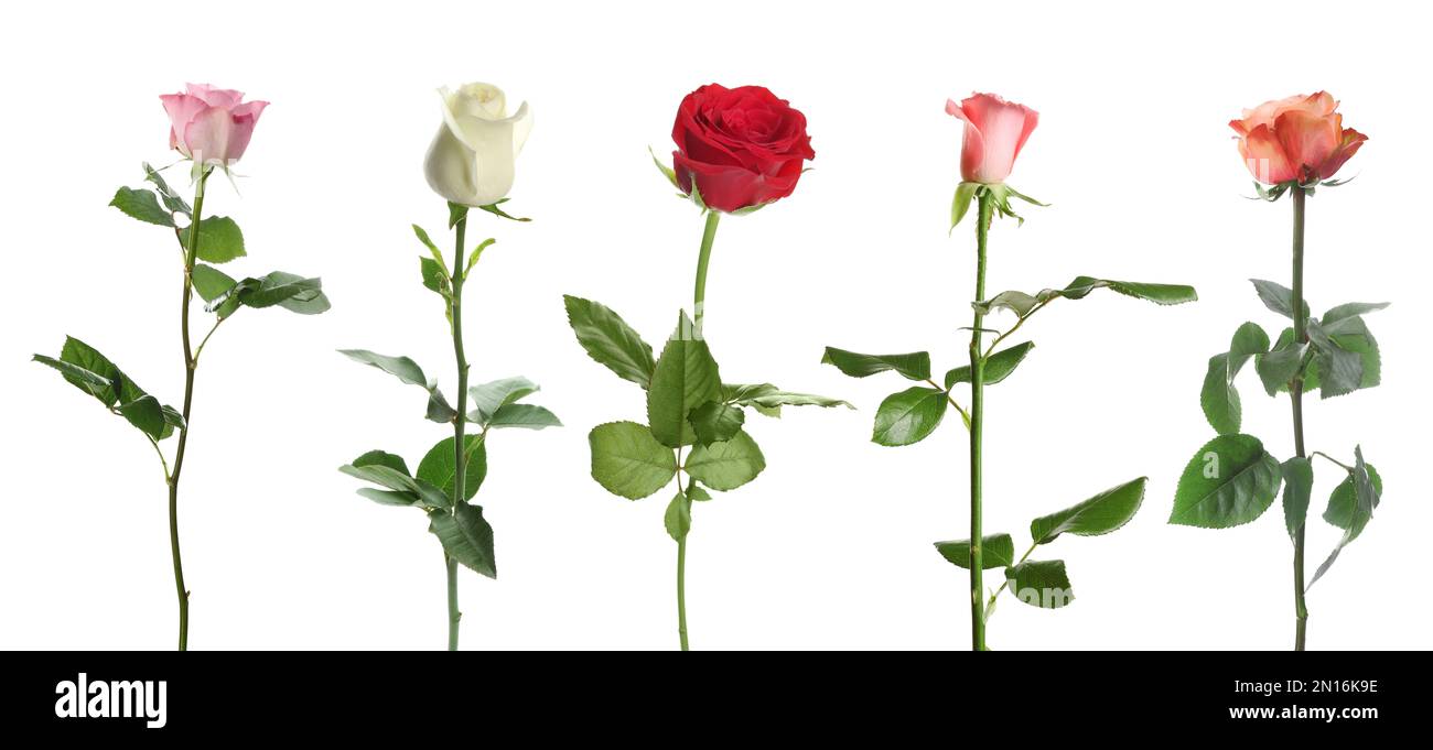 Set of different roses on white background. Banner design Stock Photo ...