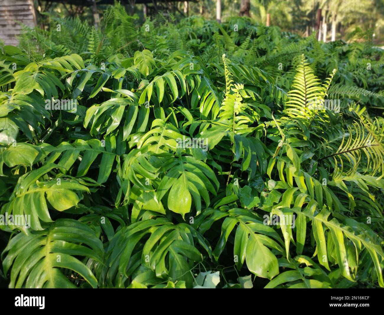 meadow fulls of leafy green Monstera deliciosa plant Stock Photo - Alamy