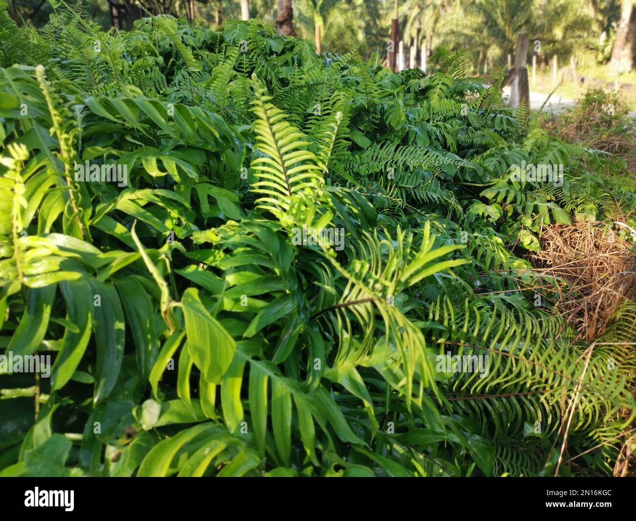 meadow fulls of leafy green Monstera deliciosa plant Stock Photo - Alamy