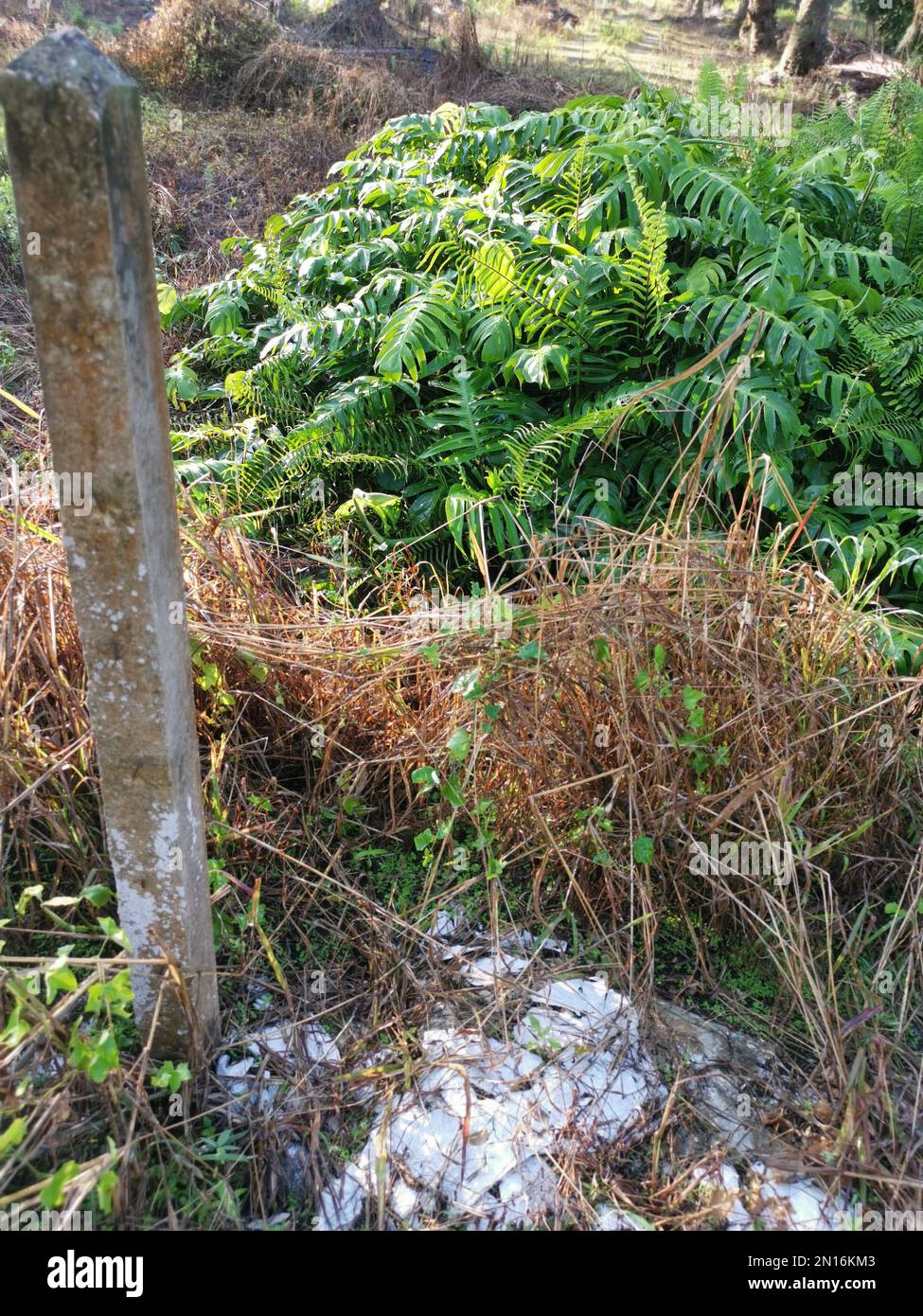 meadow fulls of leafy green Monstera deliciosa plant Stock Photo - Alamy