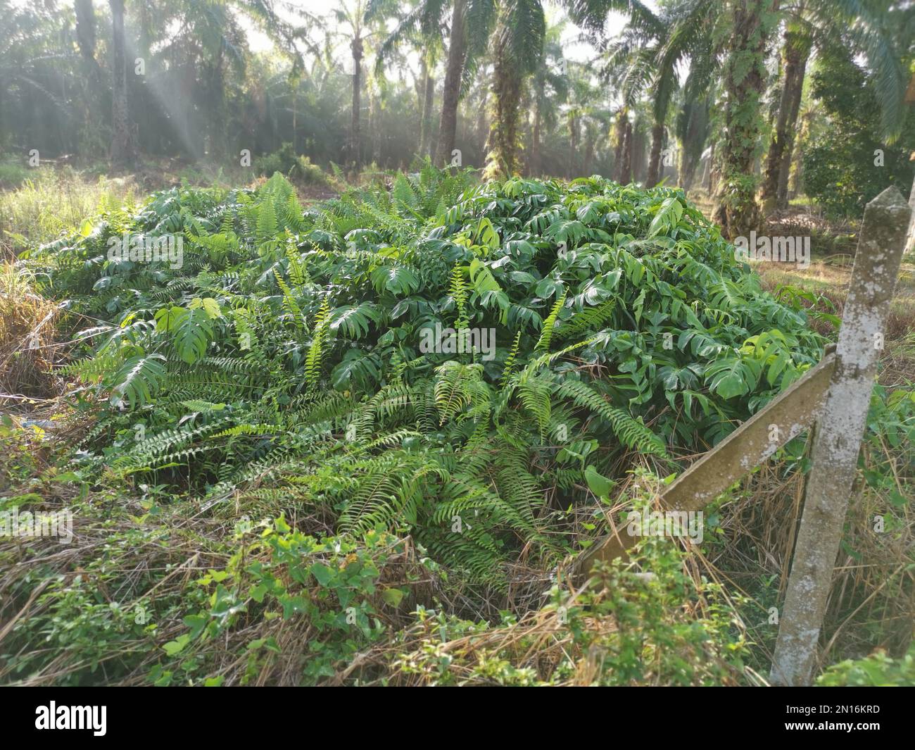 meadow fulls of leafy green Monstera deliciosa plant Stock Photo - Alamy