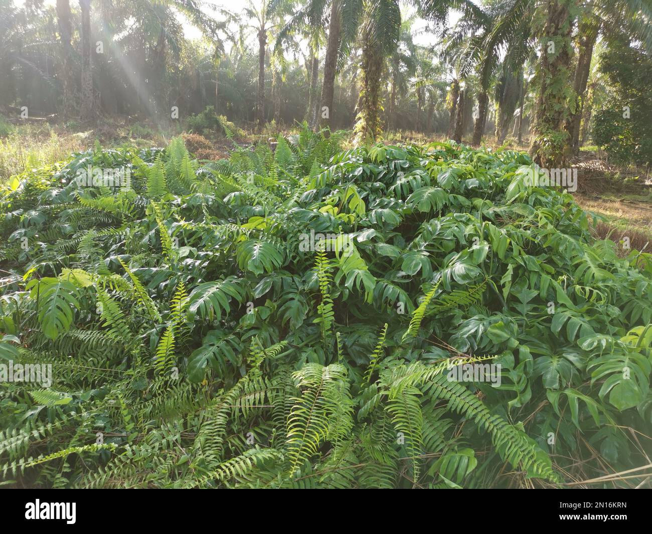 meadow fulls of leafy green Monstera deliciosa plant Stock Photo - Alamy