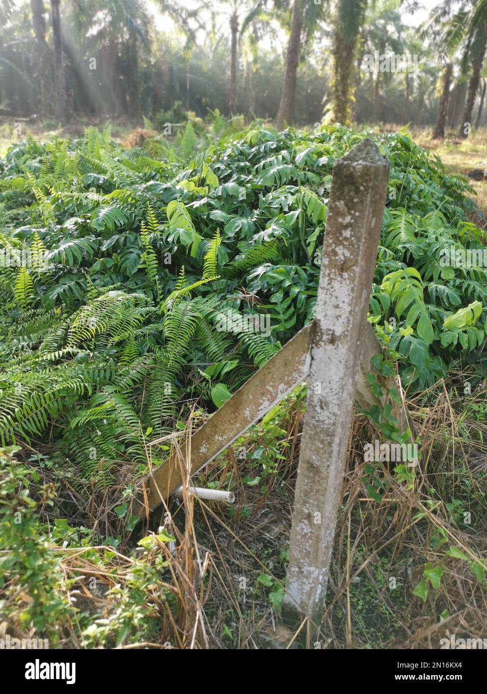 meadow fulls of leafy green Monstera deliciosa plant Stock Photo - Alamy