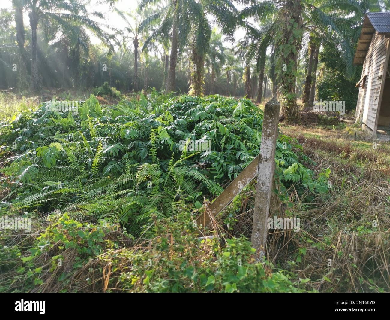 meadow fulls of leafy green Monstera deliciosa plant Stock Photo - Alamy
