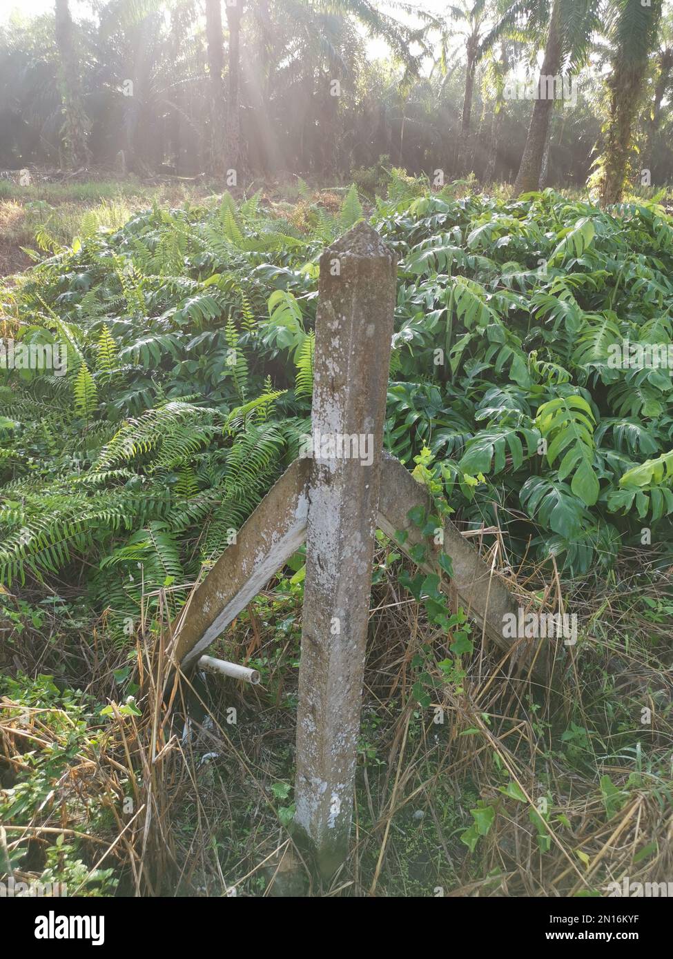 meadow fulls of leafy green Monstera deliciosa plant Stock Photo - Alamy