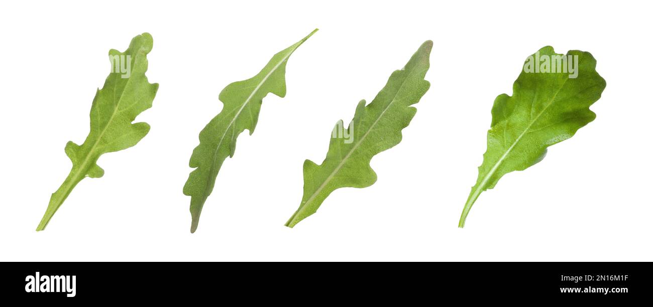 Set of green arugula leaves on white background. Banner design Stock ...