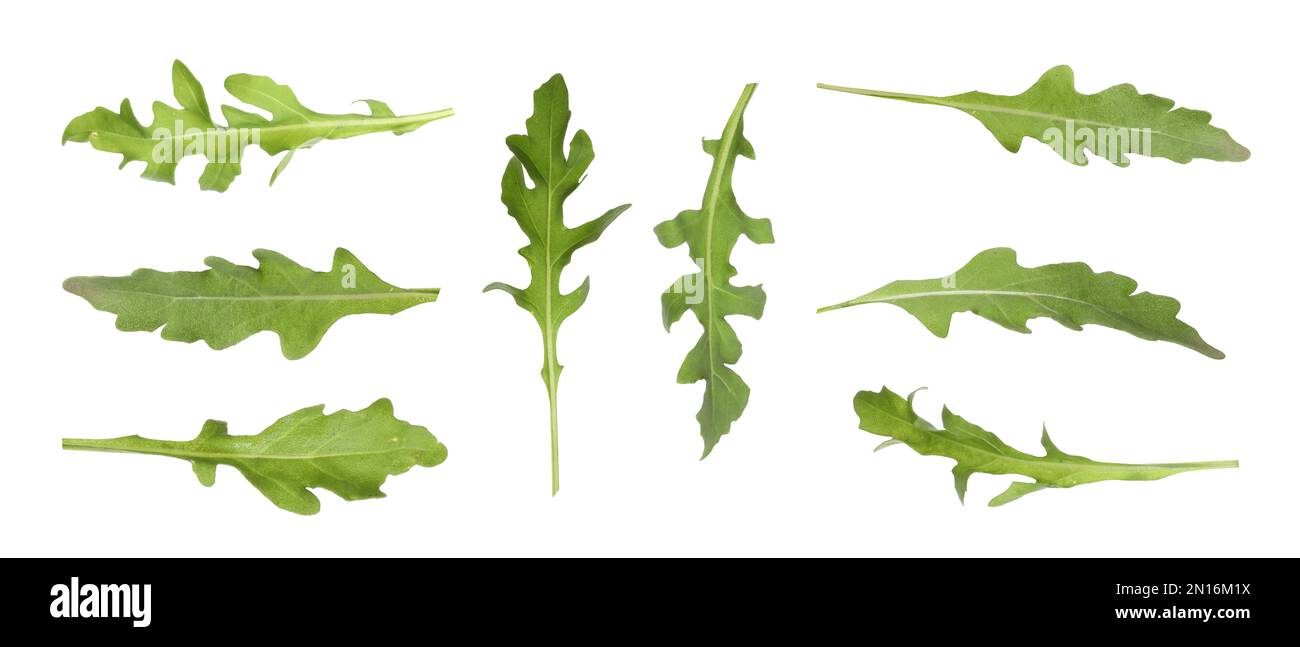 Set of green arugula leaves on white background. Banner design Stock ...
