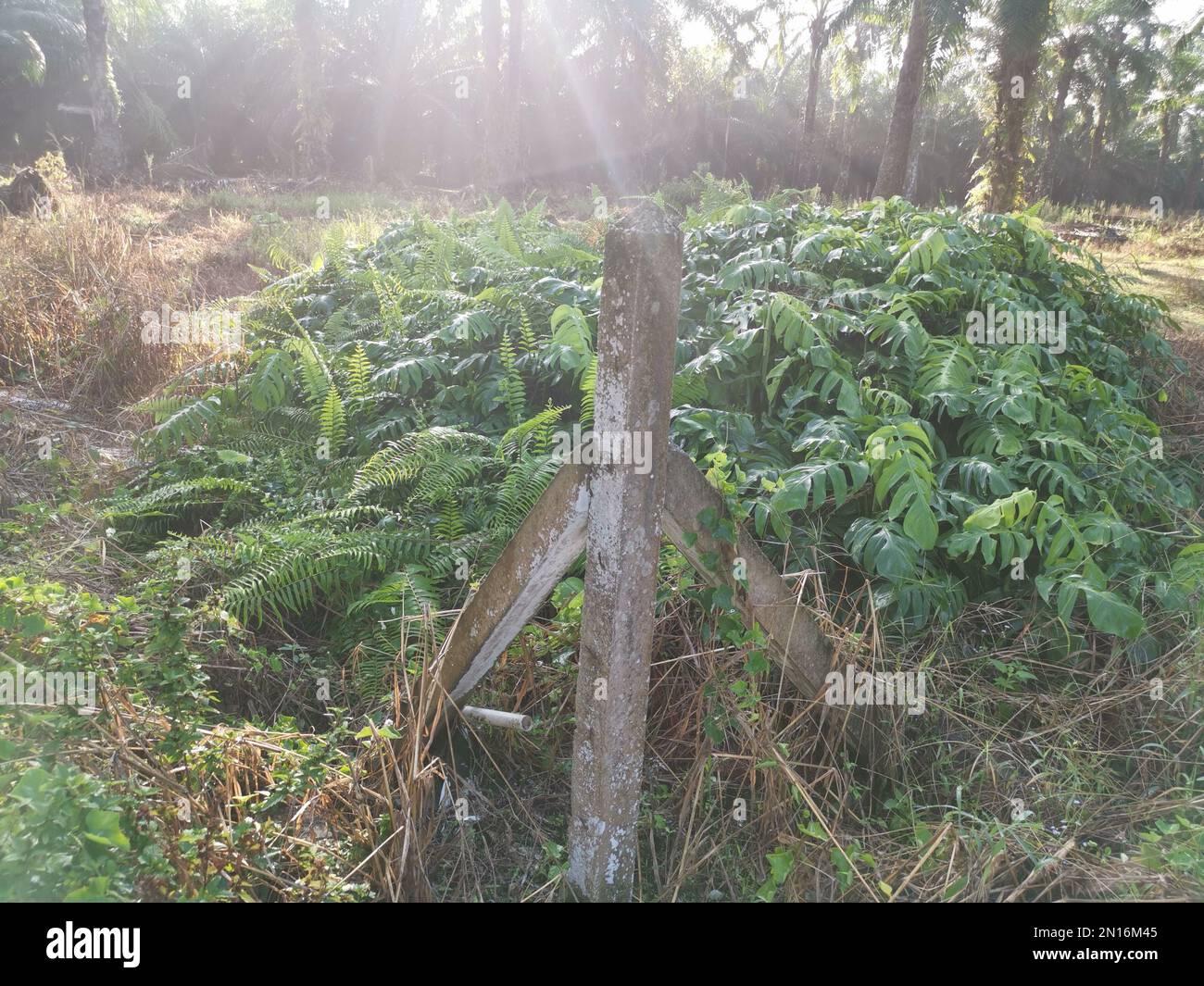 meadow fulls of leafy green Monstera deliciosa plant Stock Photo - Alamy