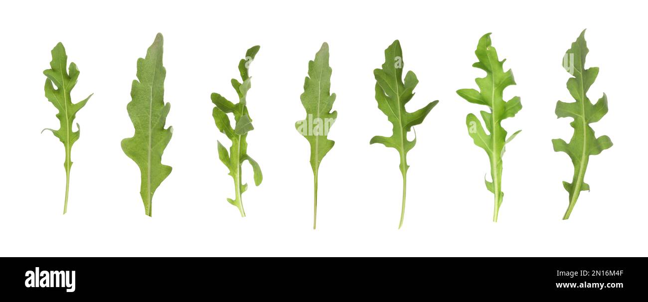 Set of green arugula leaves on white background. Banner design Stock ...