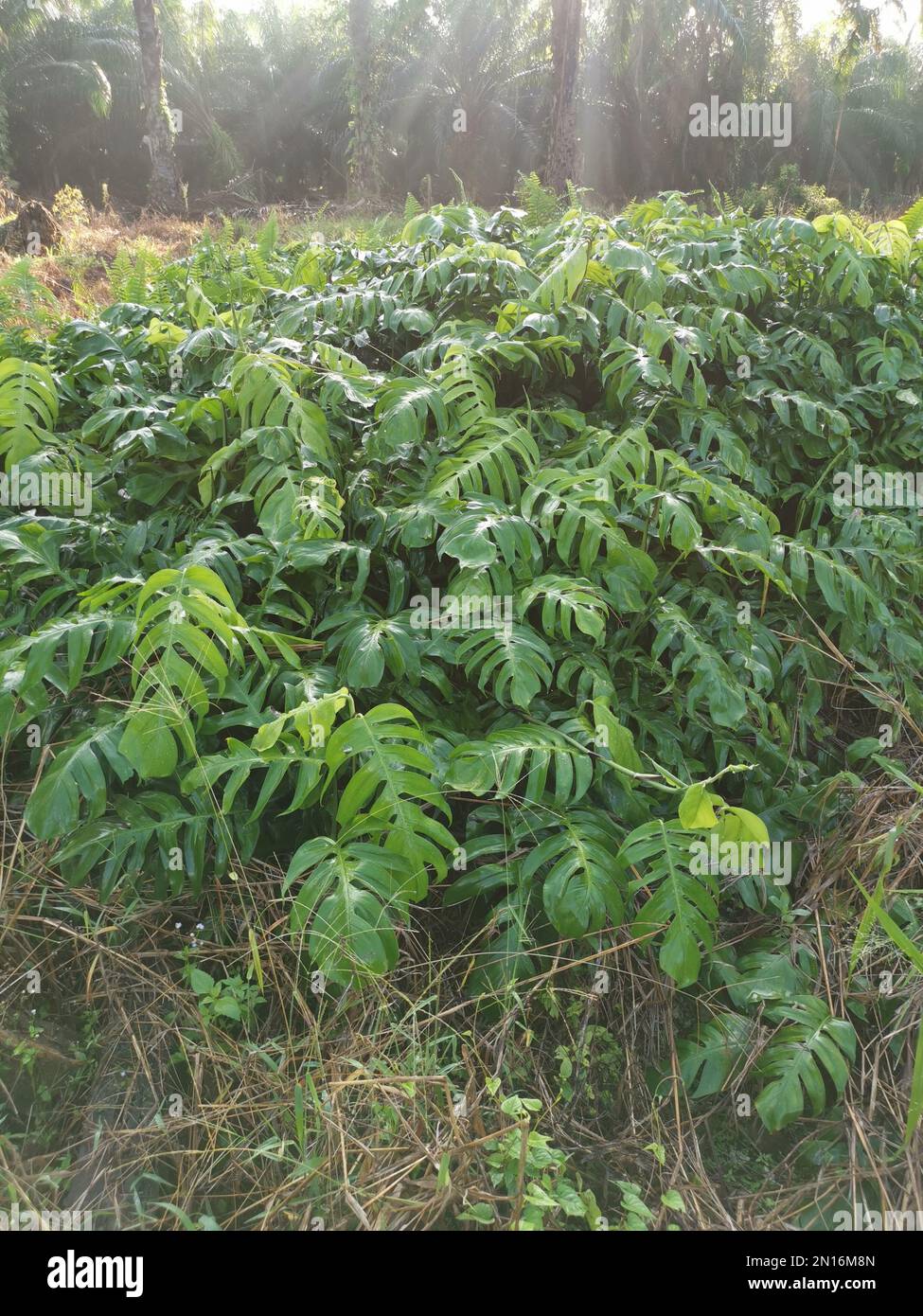 meadow fulls of leafy green Monstera deliciosa plant Stock Photo - Alamy