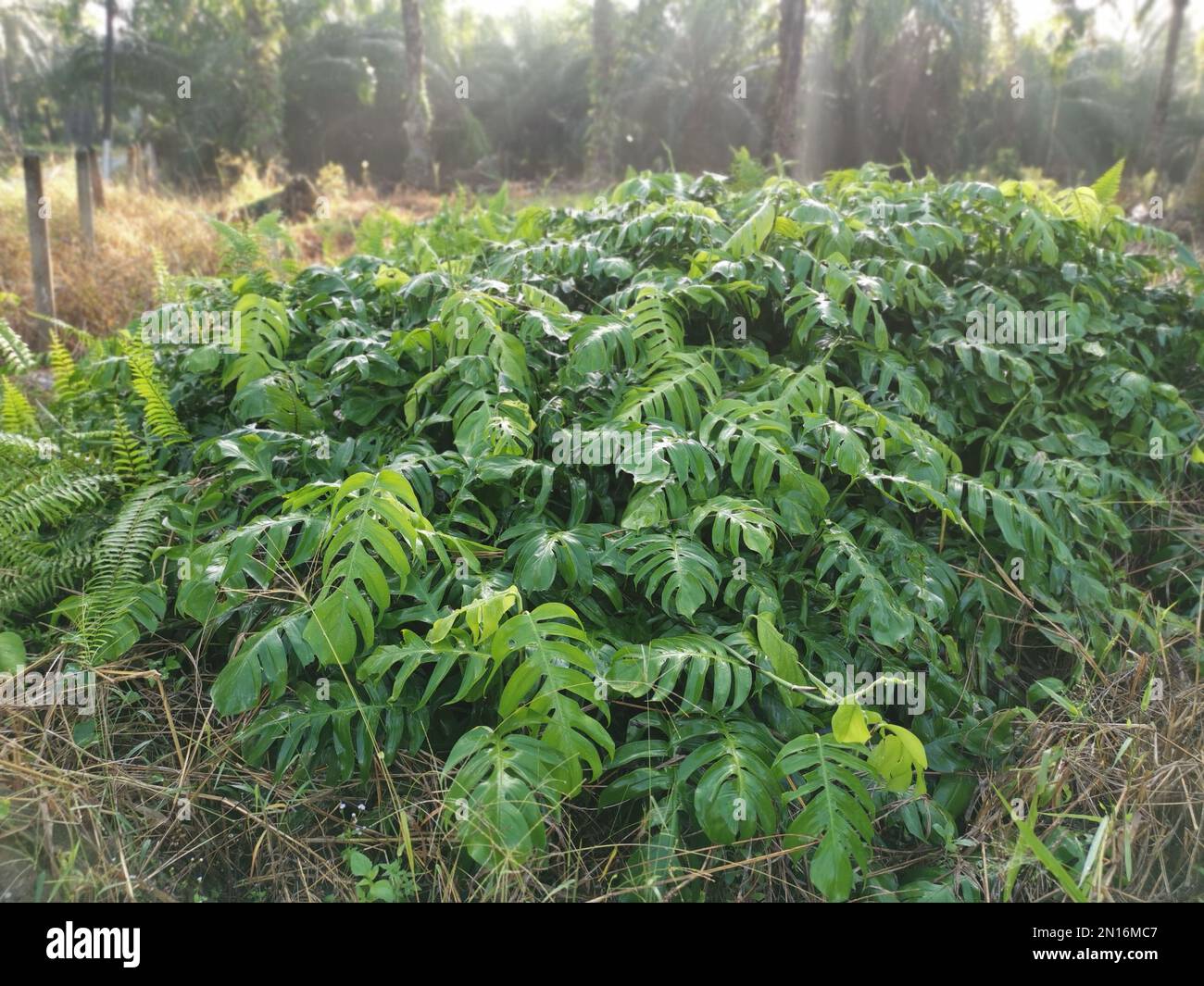 meadow fulls of leafy green Monstera deliciosa plant Stock Photo - Alamy