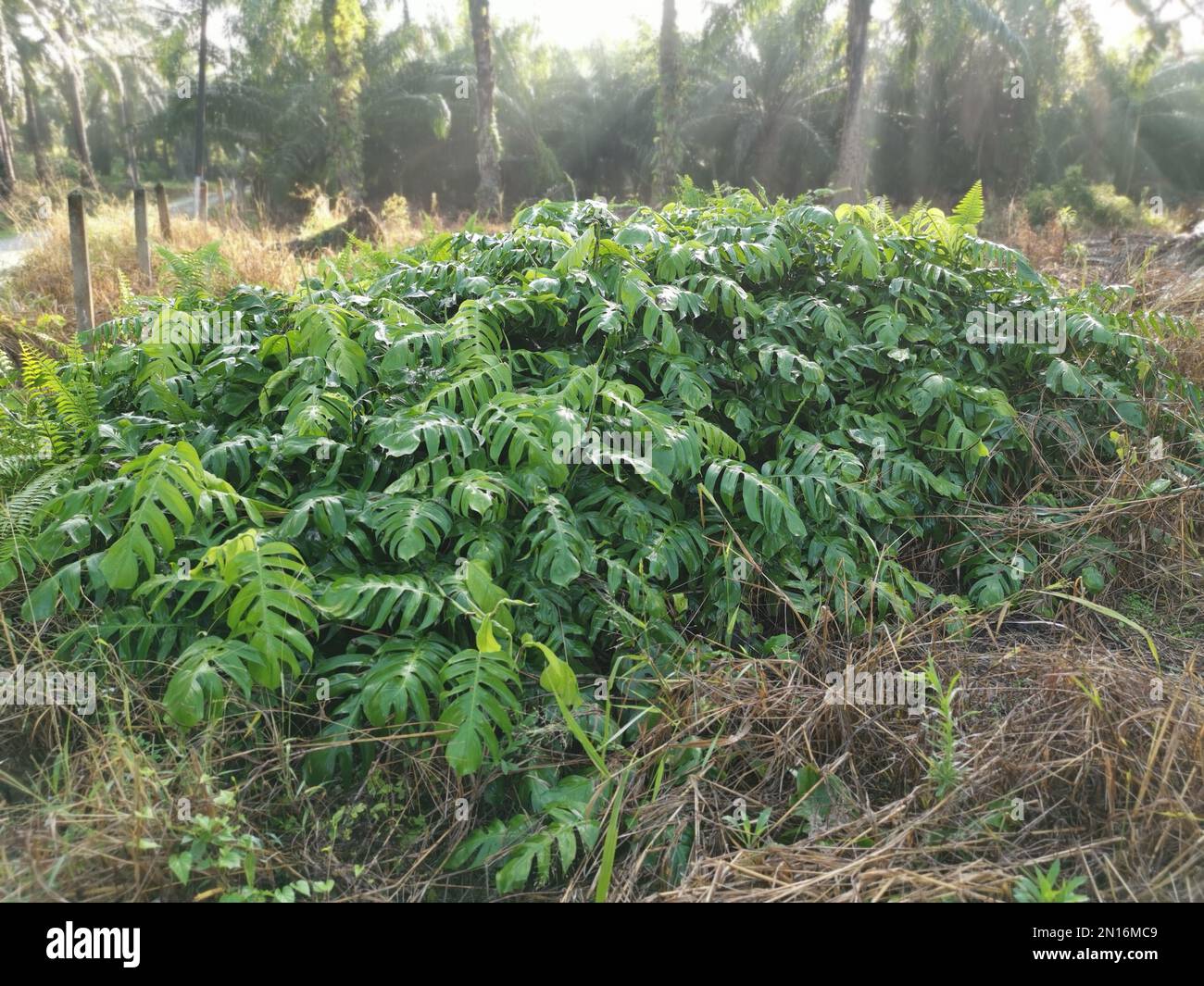 meadow fulls of leafy green Monstera deliciosa plant Stock Photo - Alamy