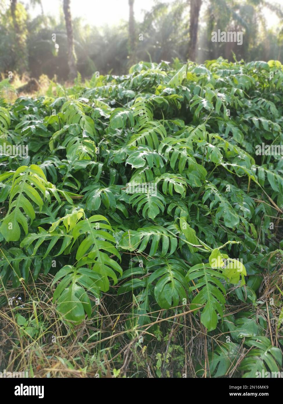 meadow fulls of leafy green Monstera deliciosa plant Stock Photo - Alamy