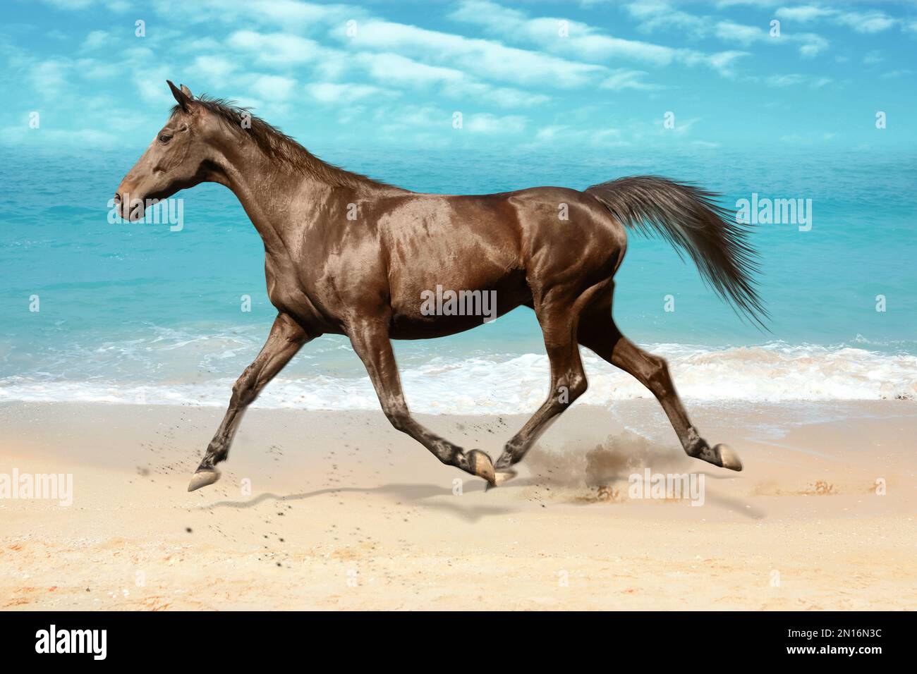 Arabian Horses Running On The Beach