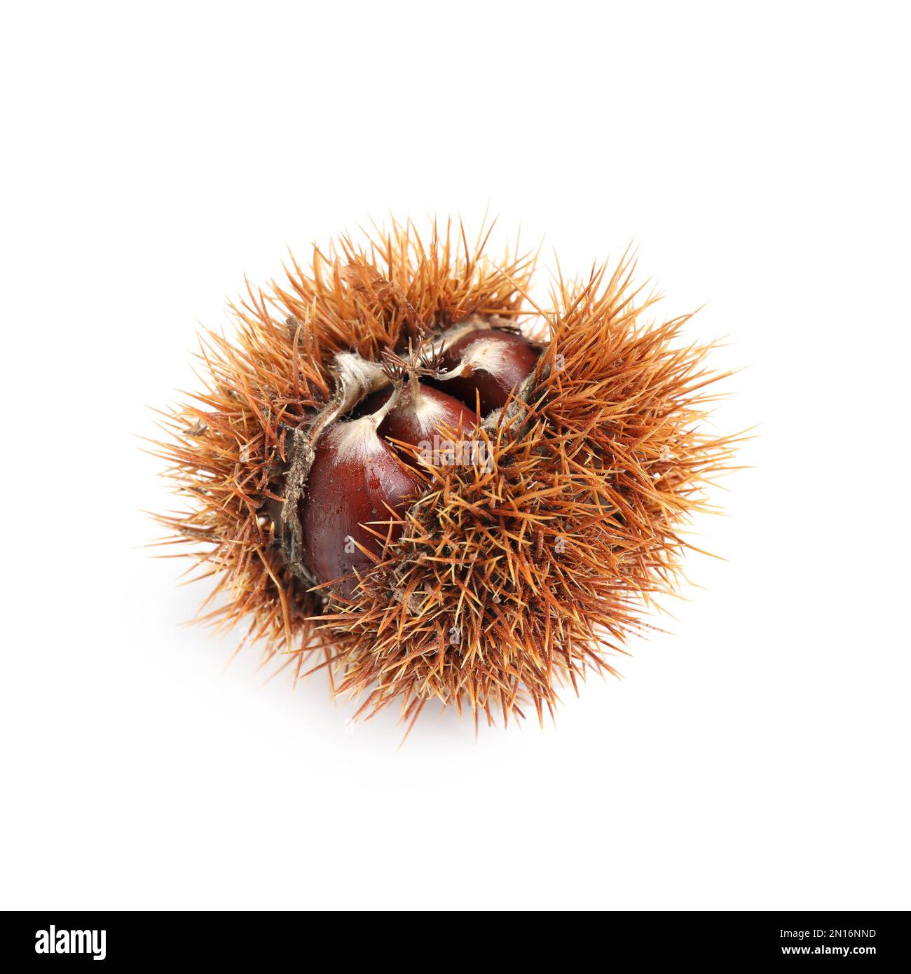 Fresh sweet edible chestnut in husk isolated on white Stock Photo - Alamy