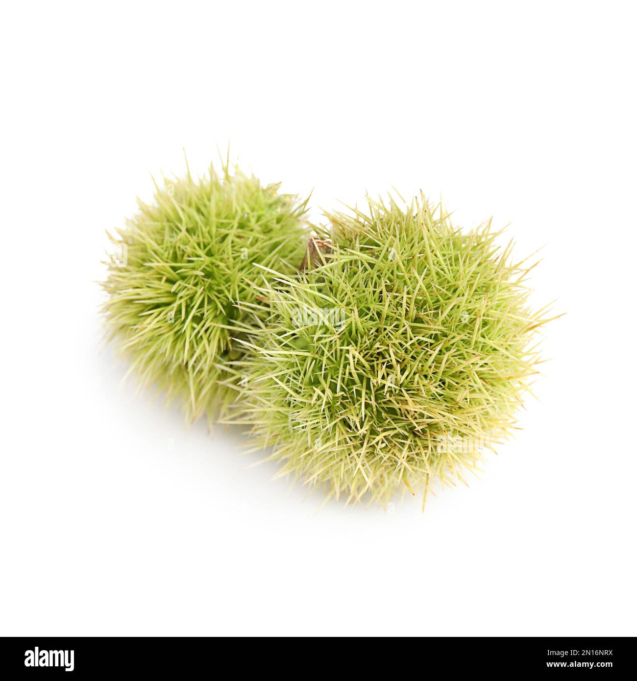 Fresh sweet edible chestnuts in green husk on white background Stock ...